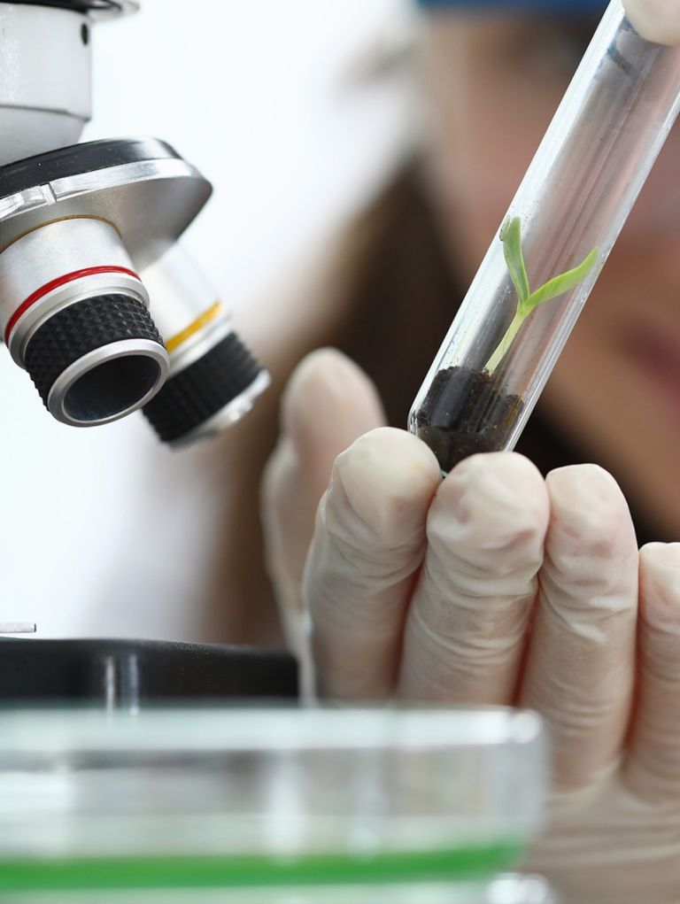 British American Tobacco Hungary - Márkák és termékek